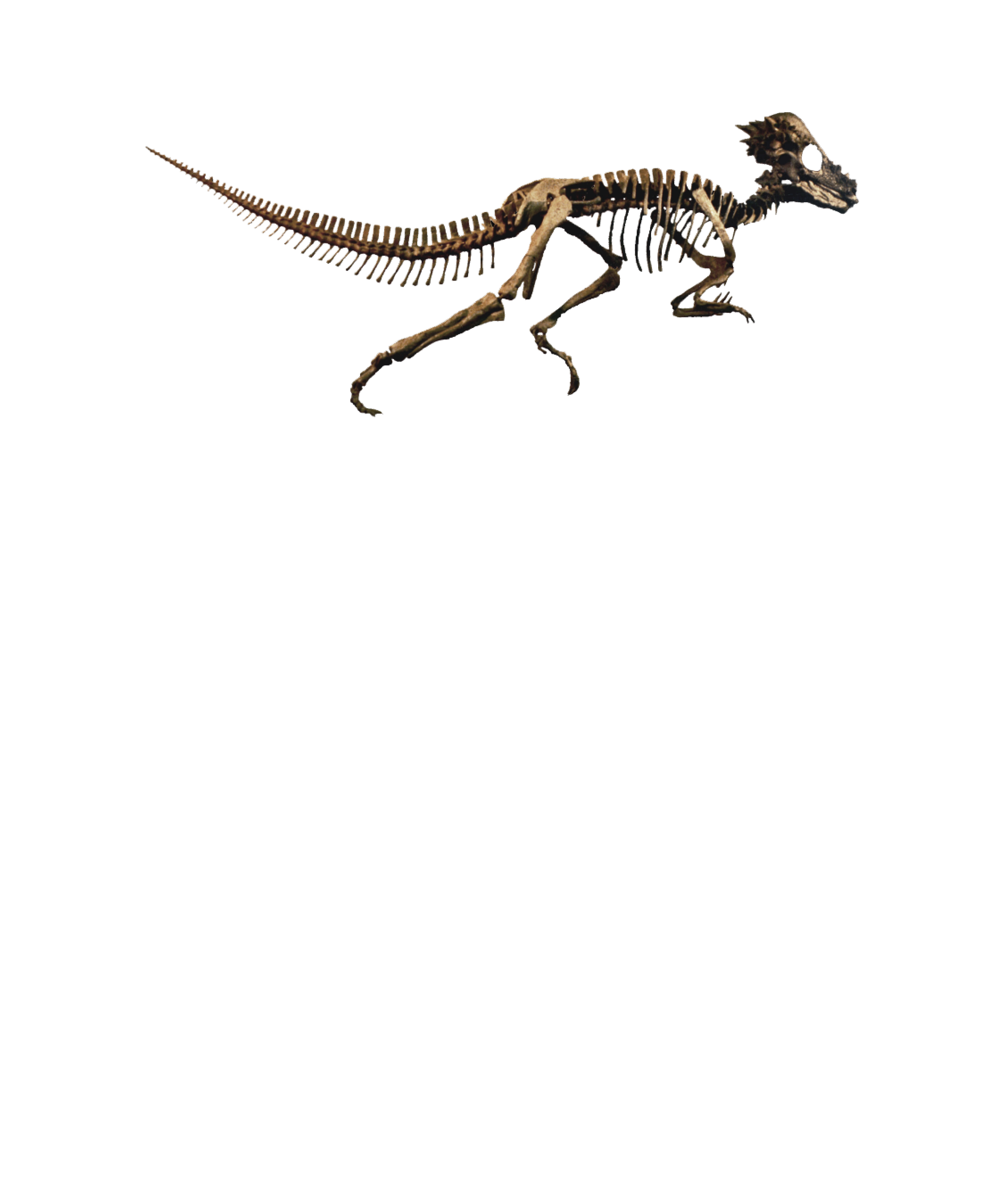 stygimoloch bones skeleton