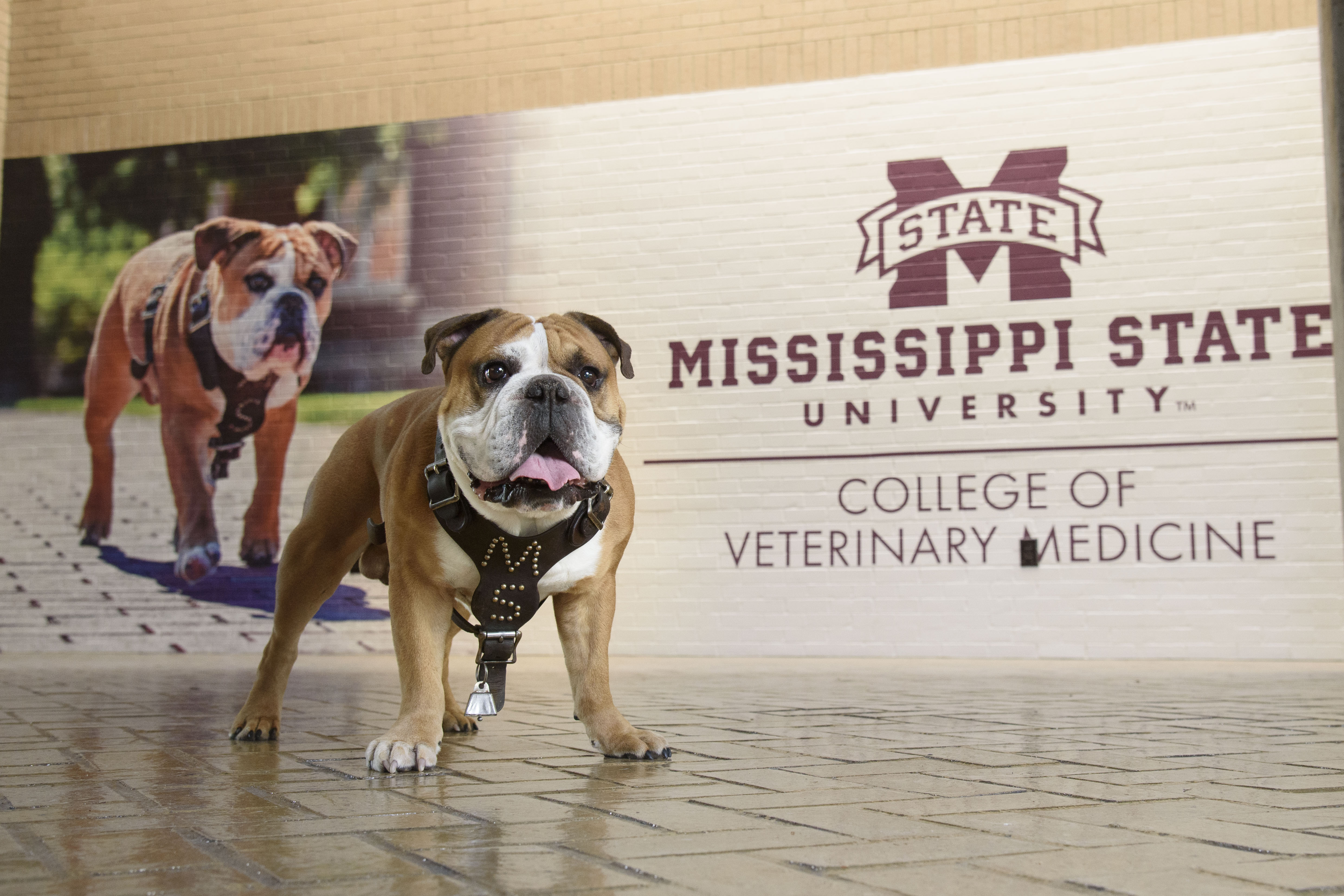 MSU Vet Med